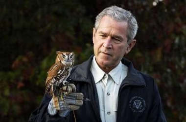 6. Secrets of the Owl: Part 2 – Owls, Owls Everywhere | THE NARROW GATE