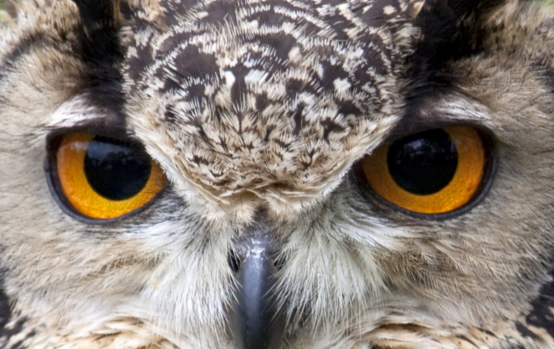 5. Secrets of the Owl: Part 1 – Links to the Ancients | THE NARROW GATE